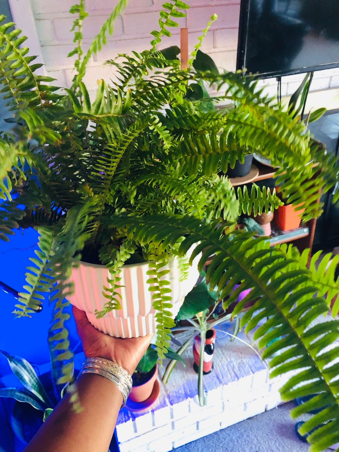 New Plant Mommy? Self-Care, Inspration & 5 Plants for Your Botanical Spaces